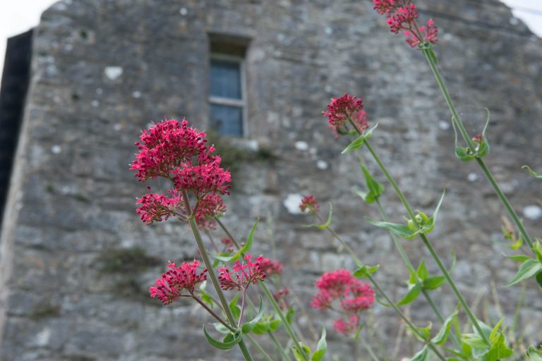 The New Library, Llantwit Major | Landscapes of Faith